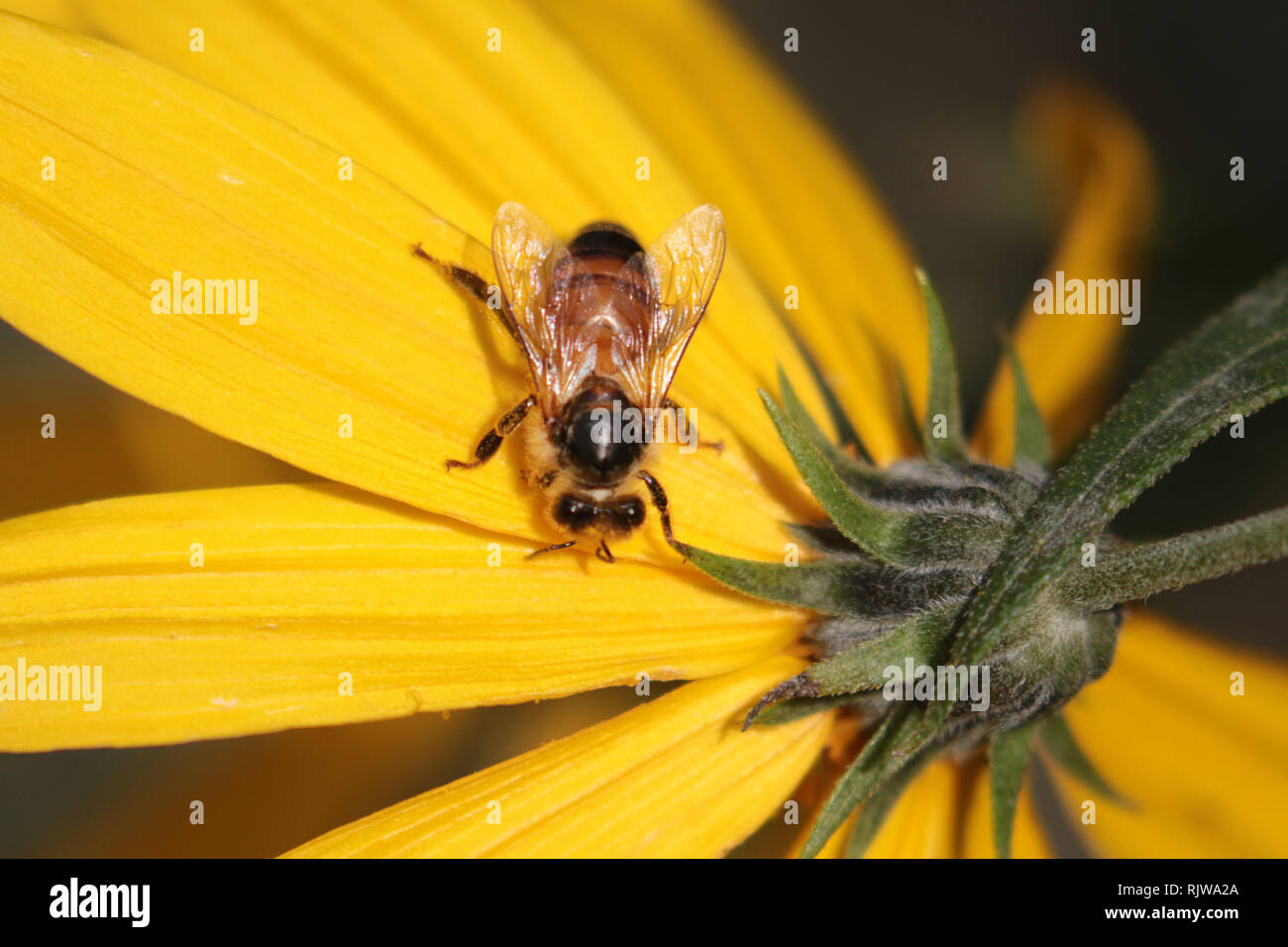 Extremely beneficial insects hi-res stock photography and images - Alamy