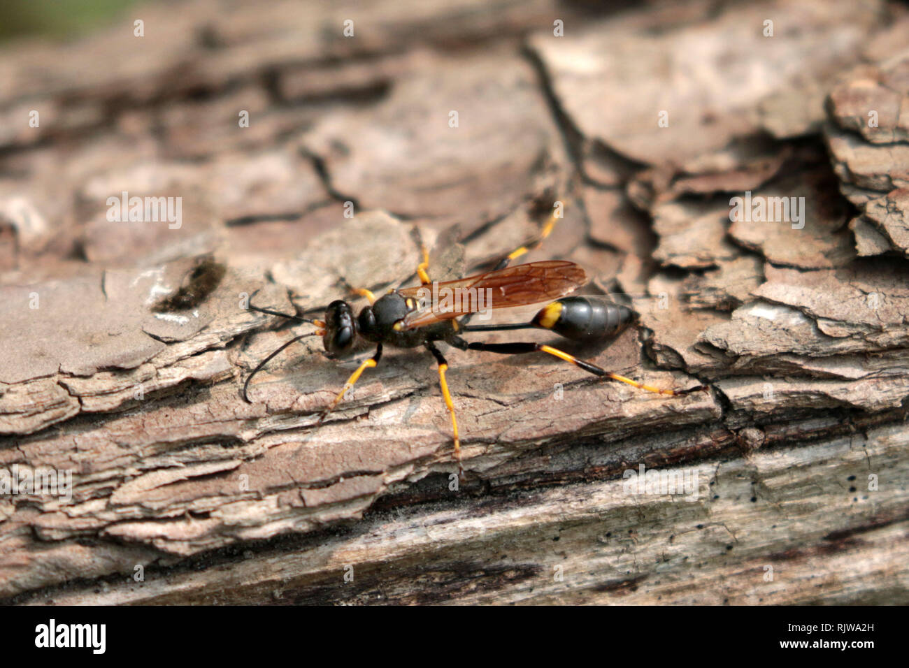 Mud Wasp on tree branch Stock Photo - Alamy