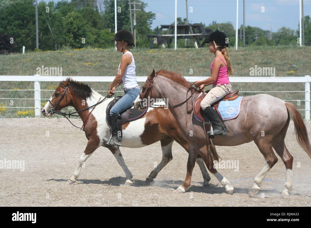 Training ponies at Chance Stables Bowmanville Stock Photo - Alamy