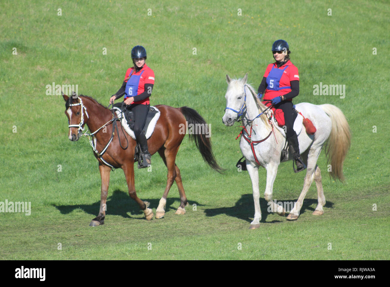 Canter to start hi-res stock photography and images - Alamy