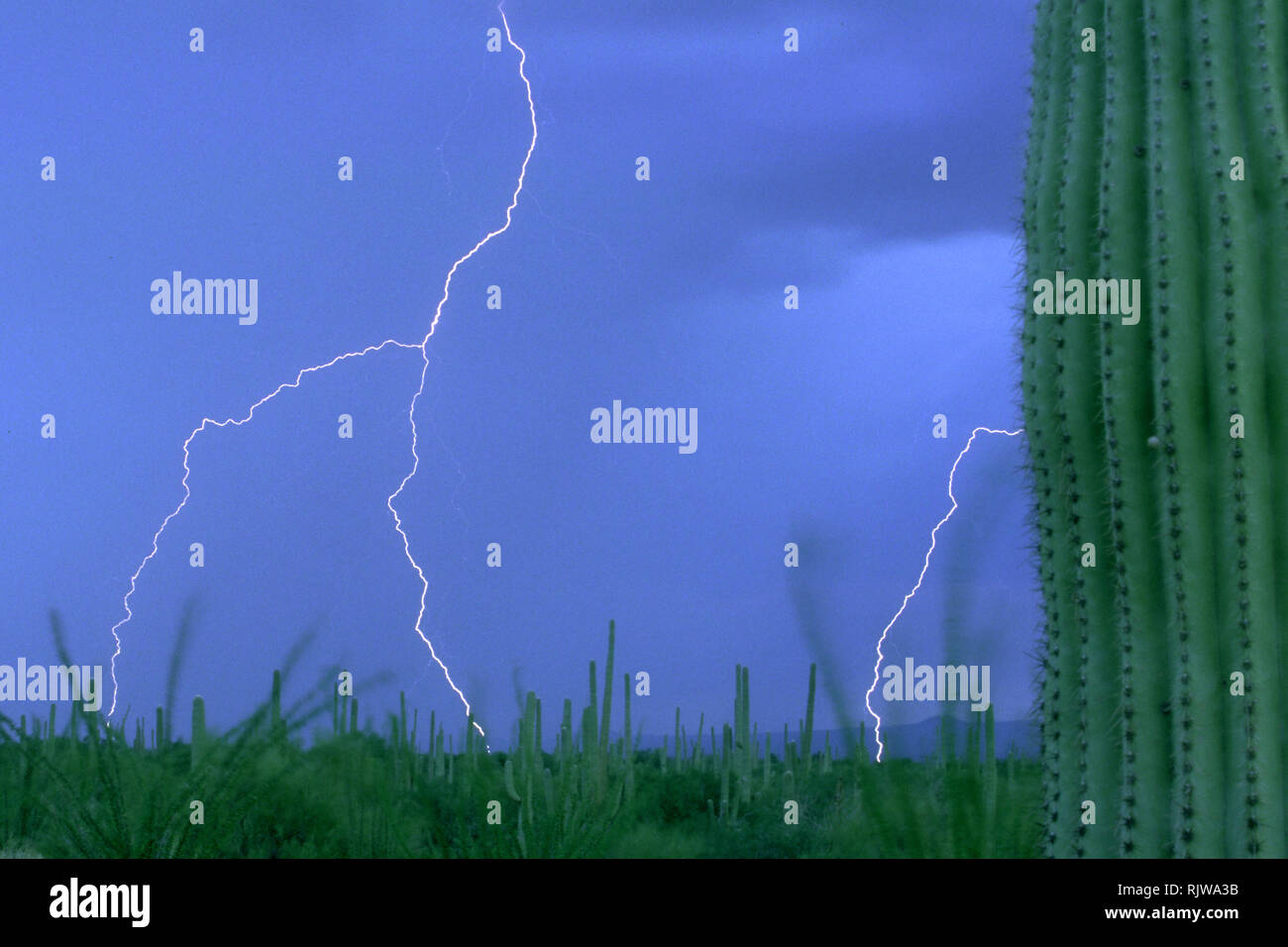 Lightning strikes in the desert outside of Tucson, Arizona during a ...