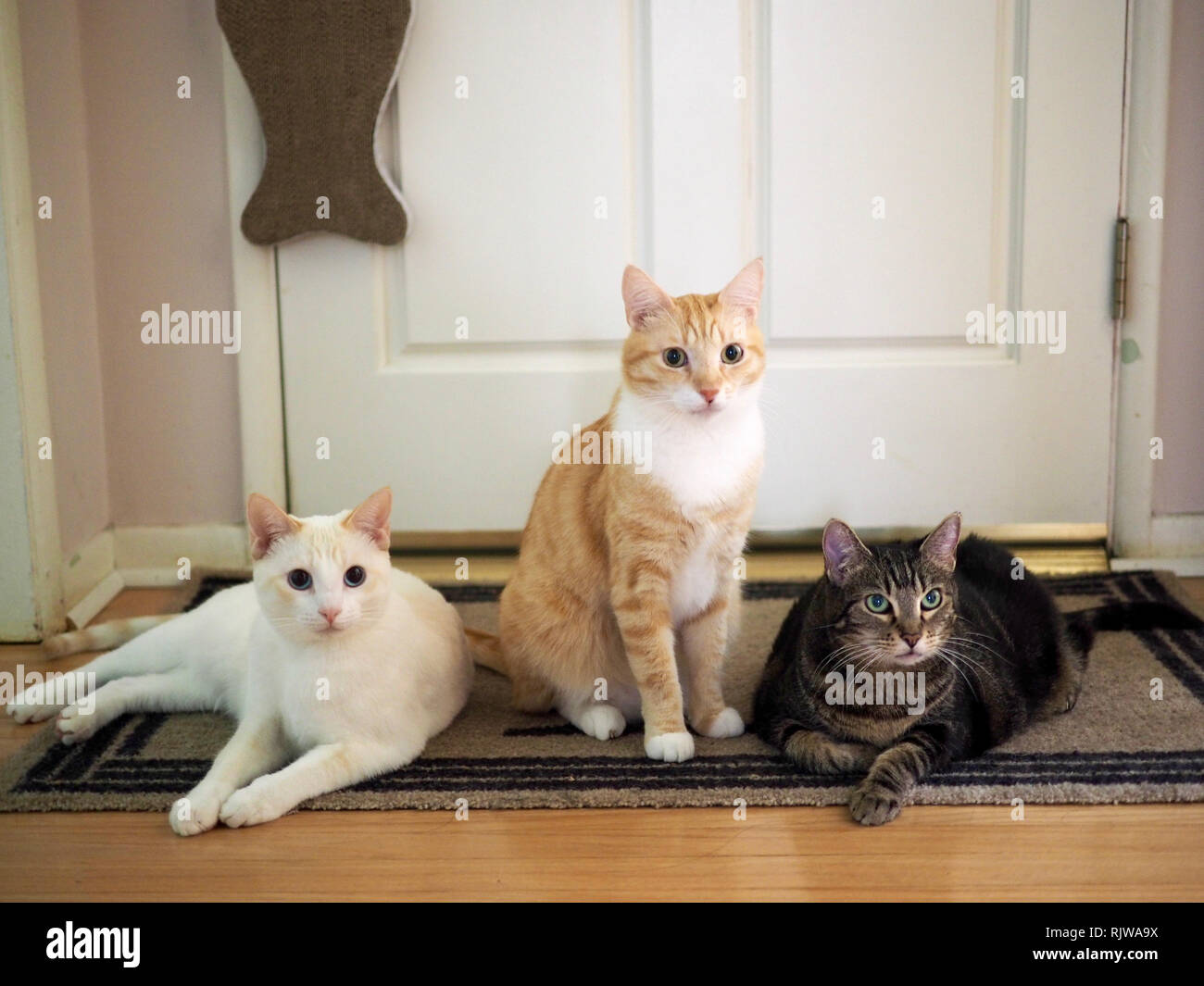 Mitzie the flame point Siamese, Mika the orange tabby, Mintie the tabby ...
