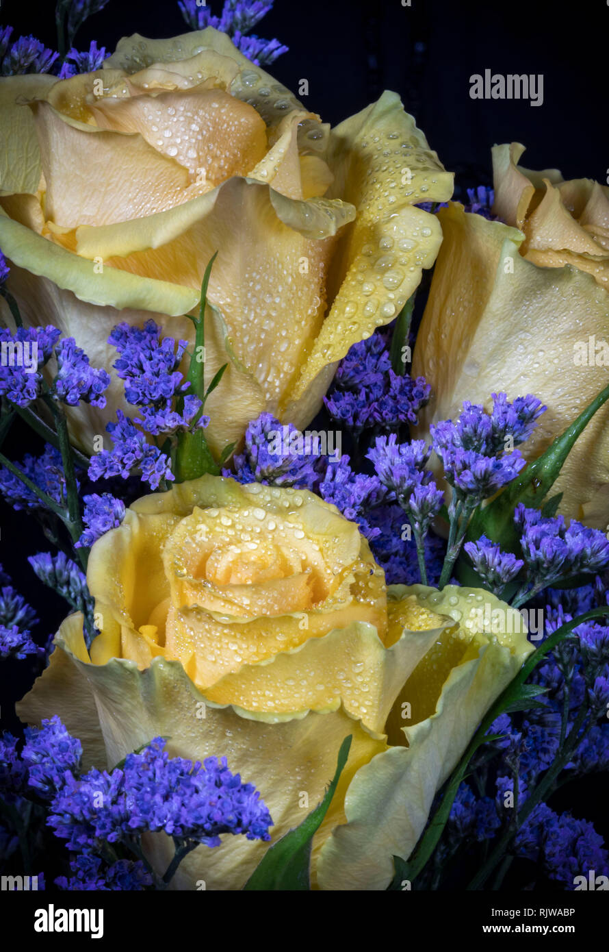 Three Yellow Roses with Statice & Dew Stock Photo - Alamy