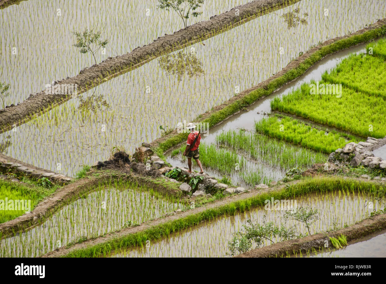 Rice terraces mountain agriculture hi-res stock photography and images ...