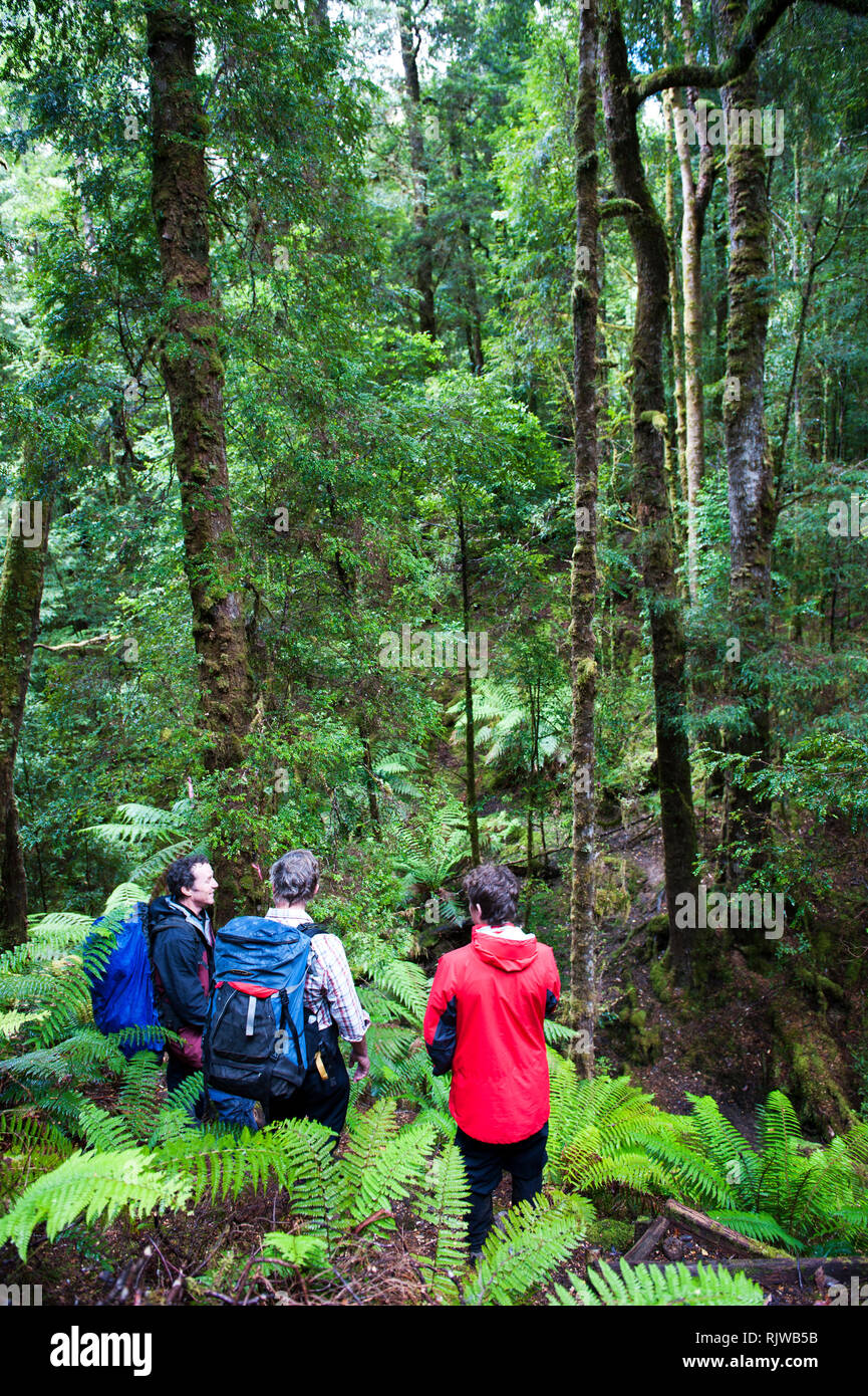 Tourists walking through an ancient myrtle forest in the Tarkine, the ...