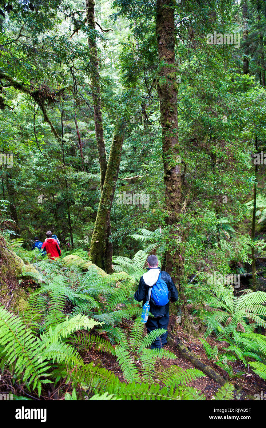 Tourists walking through an ancient myrtle forest in the Tarkine, the ...