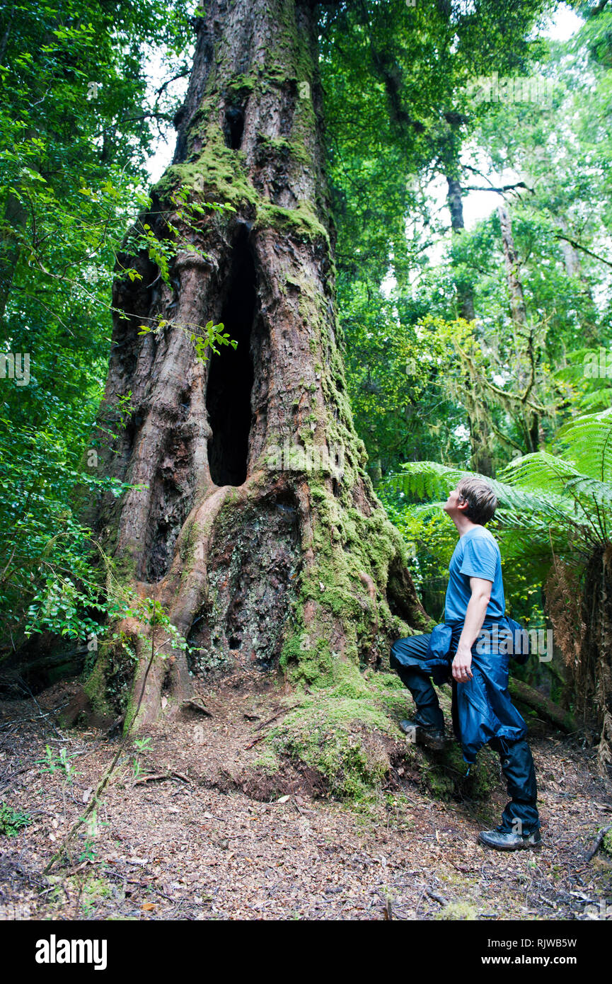 Thousand year old tree hi-res stock photography and images - Alamy