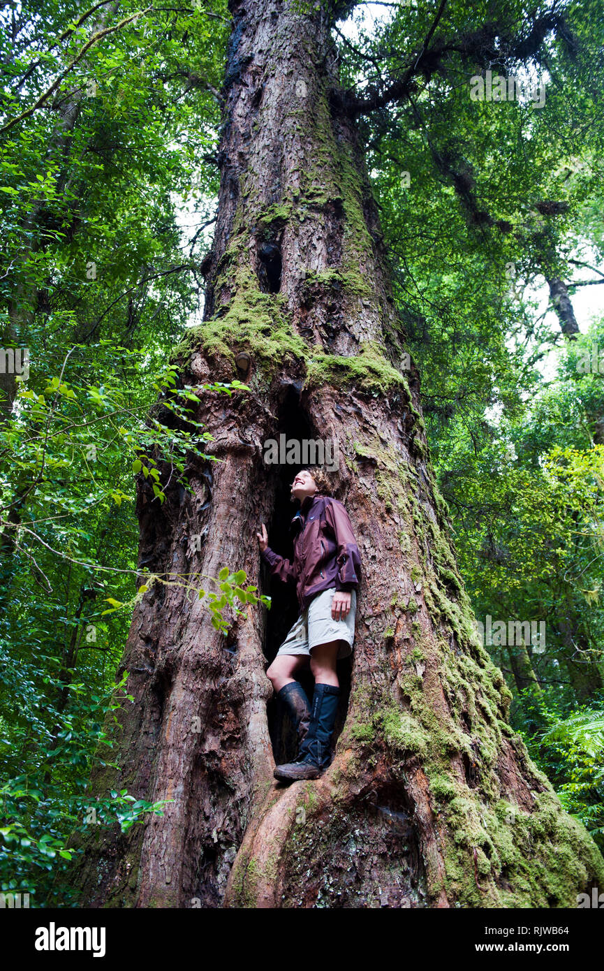 Admiring a thousand plus year old myrtle tree in the Tarkine, the ...
