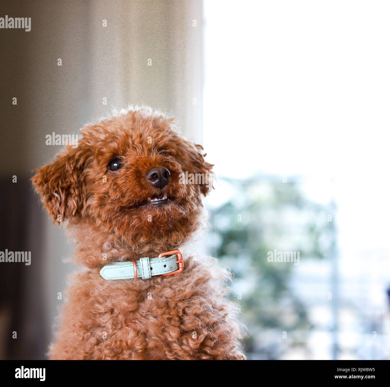 Toy poodle hi-res stock photography and images - Alamy