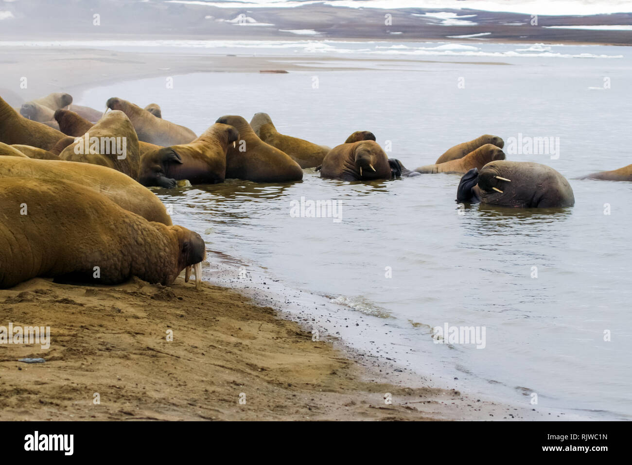 The walrus is in the arctic, the walrus is a pinnipedous mammal in ...