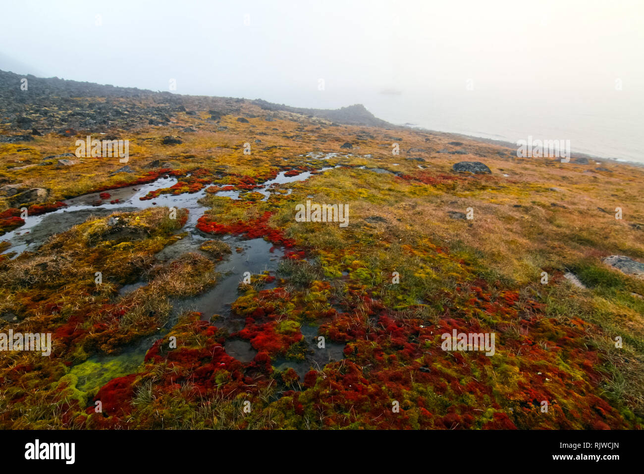 Moss in the arctic tundra. Arctic landscape, arctic tundra and ice of ...