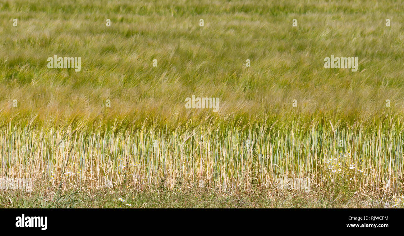 Green agricultural field in the north part of the Netherlands Stock ...
