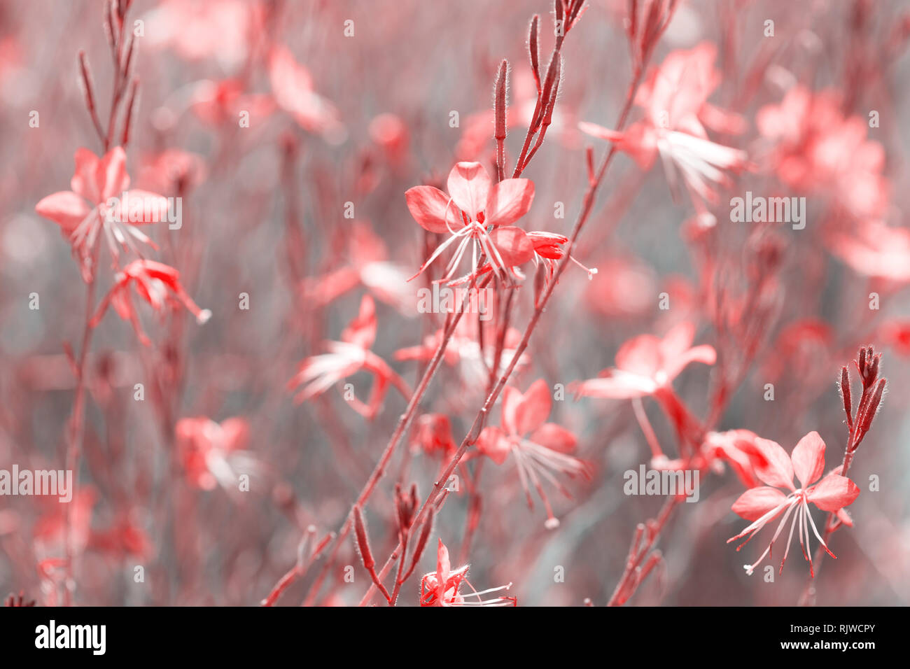 Pink gaura hi-res stock photography and images - Alamy