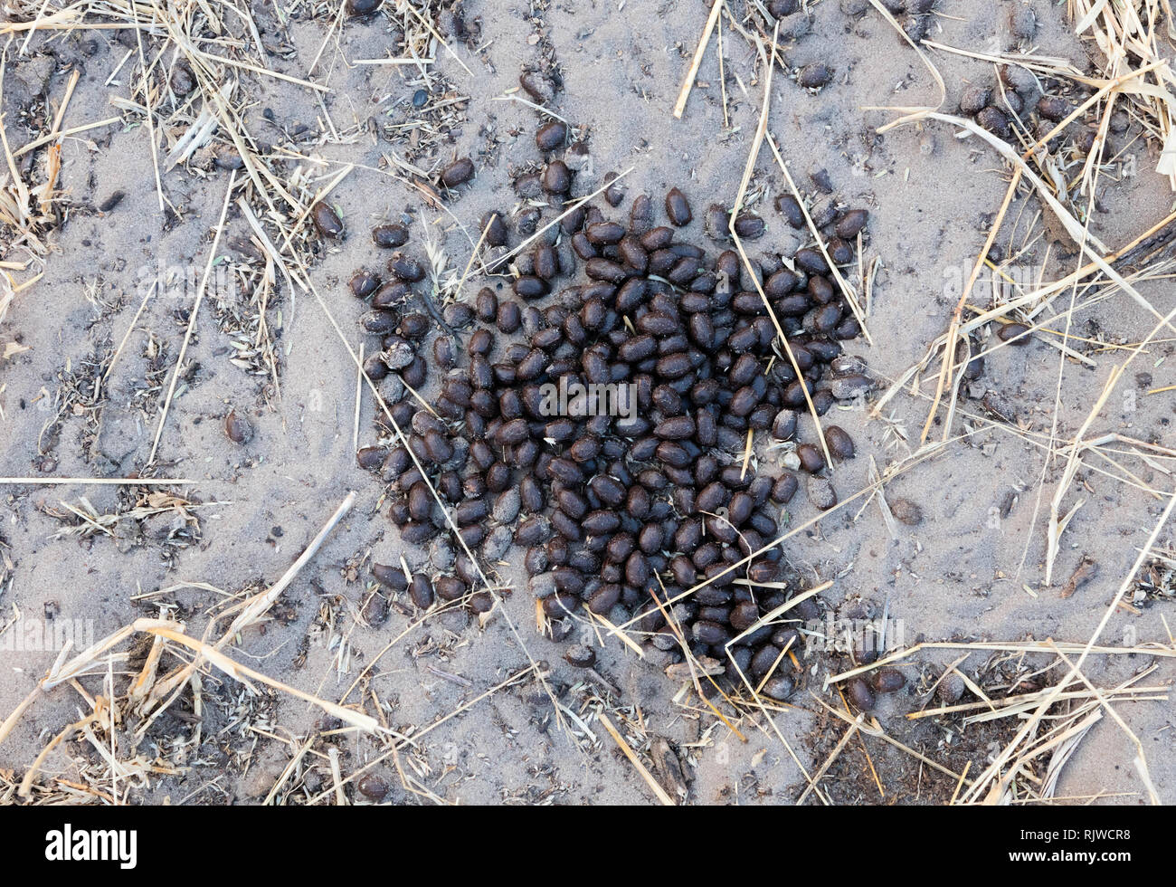 Dropping droppings poo hi-res stock photography and images - Alamy