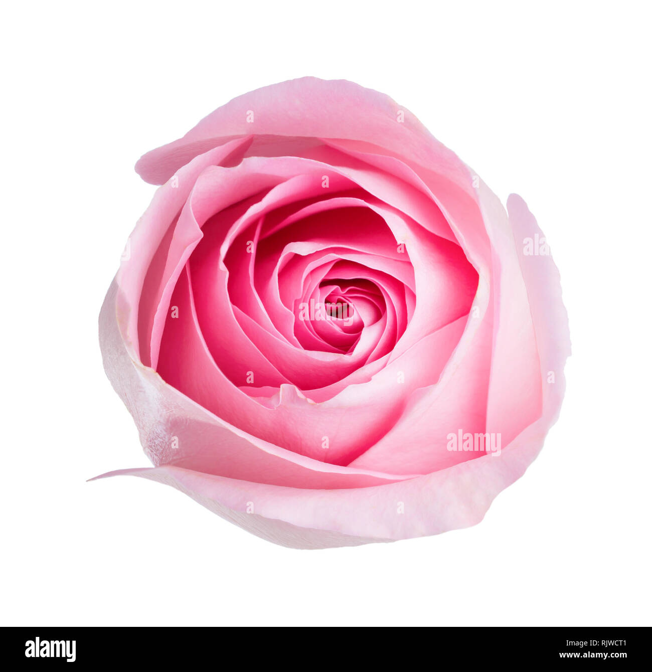 Closed pink rose bud Cut Out Stock Images & Pictures - Alamy