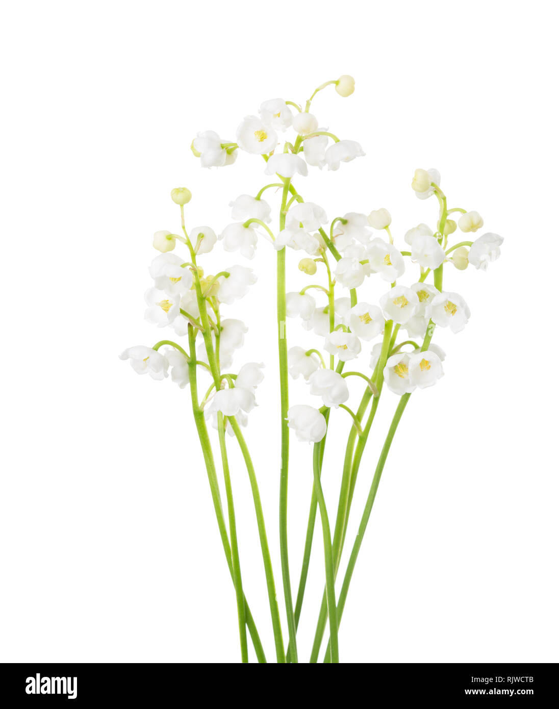 Sprigs of Lily of the Valley isolated on white background Stock Photo ...