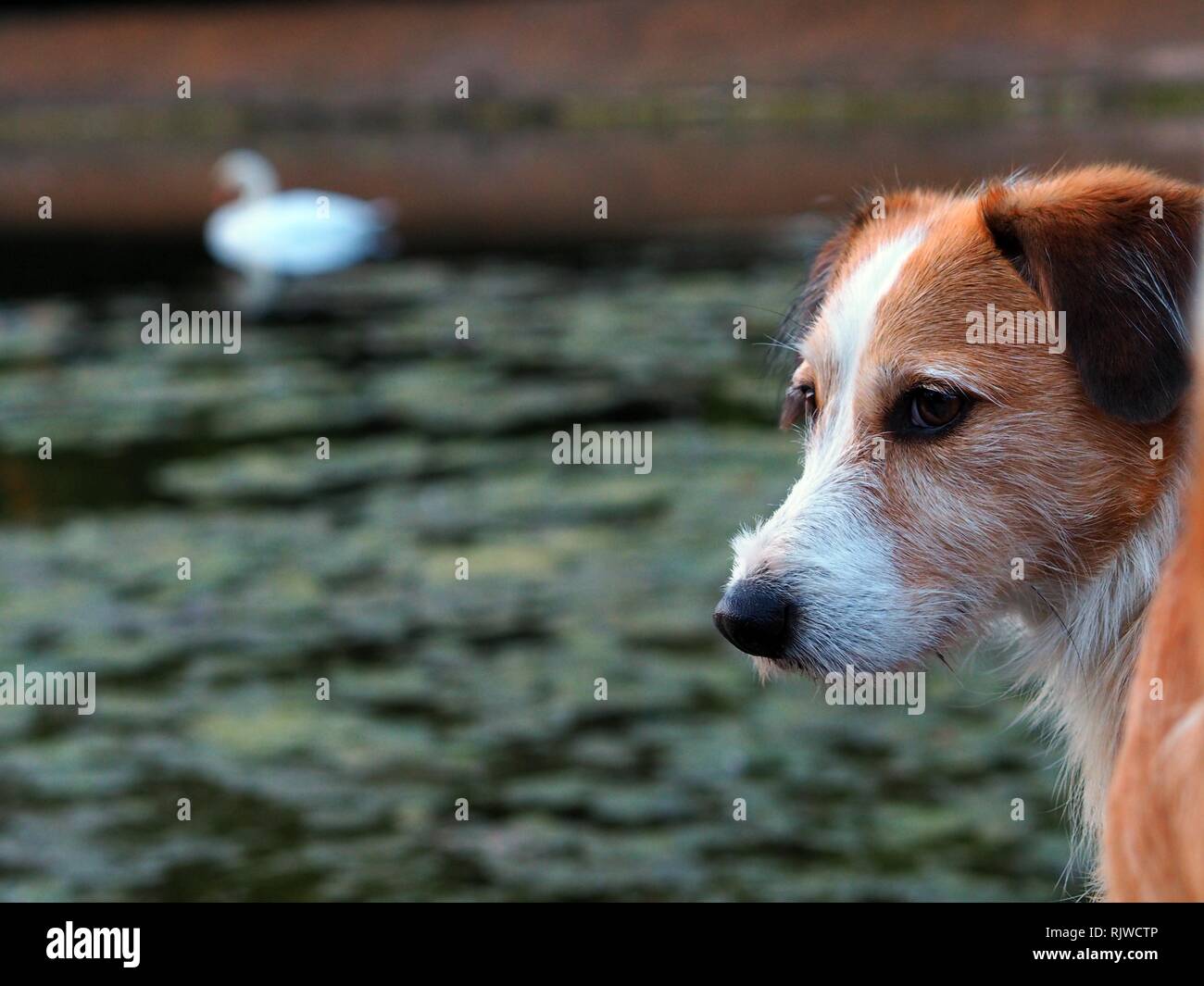 Cheeky dog head close up Stock Photo - Alamy