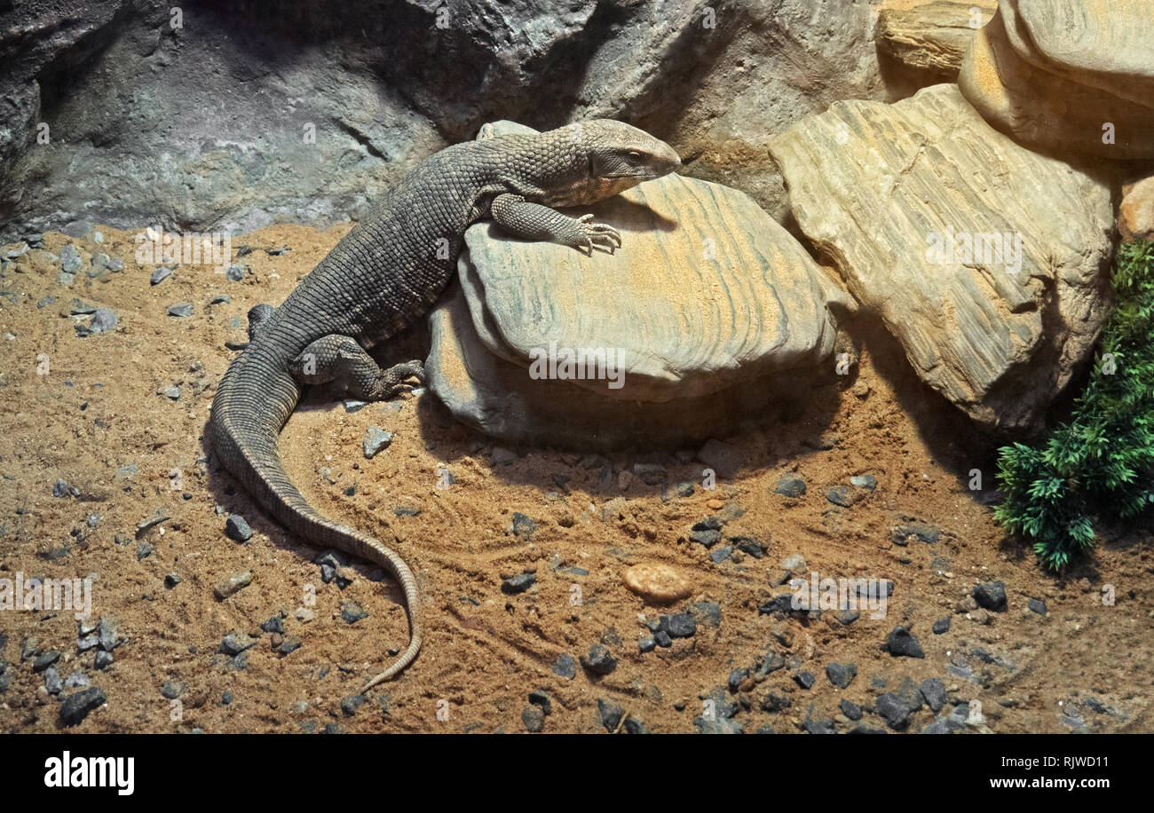 Closeup Savannah Monitor on Stone with Sunlight Stock Photo - Alamy