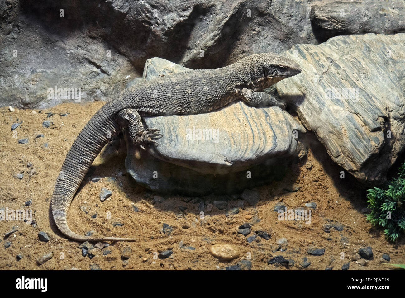 Closeup Savannah Monitor on Stone with Sand Stock Photo - Alamy