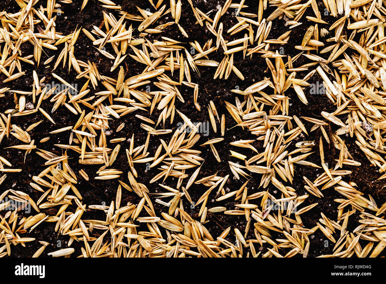 Seeds for lawn gardening, texture Stock Photo - Alamy