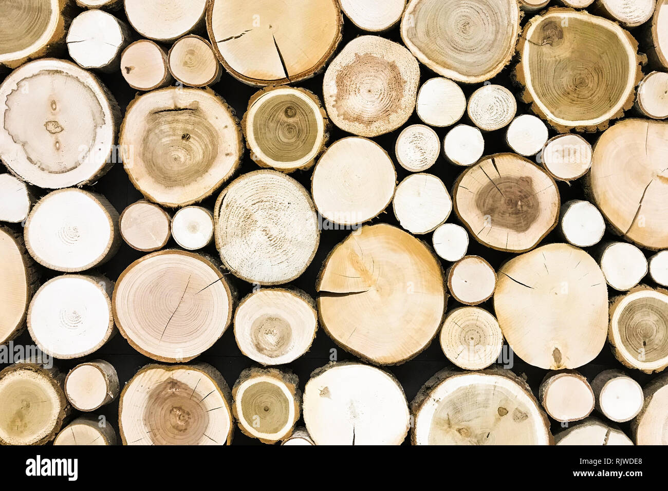 round teak wood stump background. Trees cut section for background ...