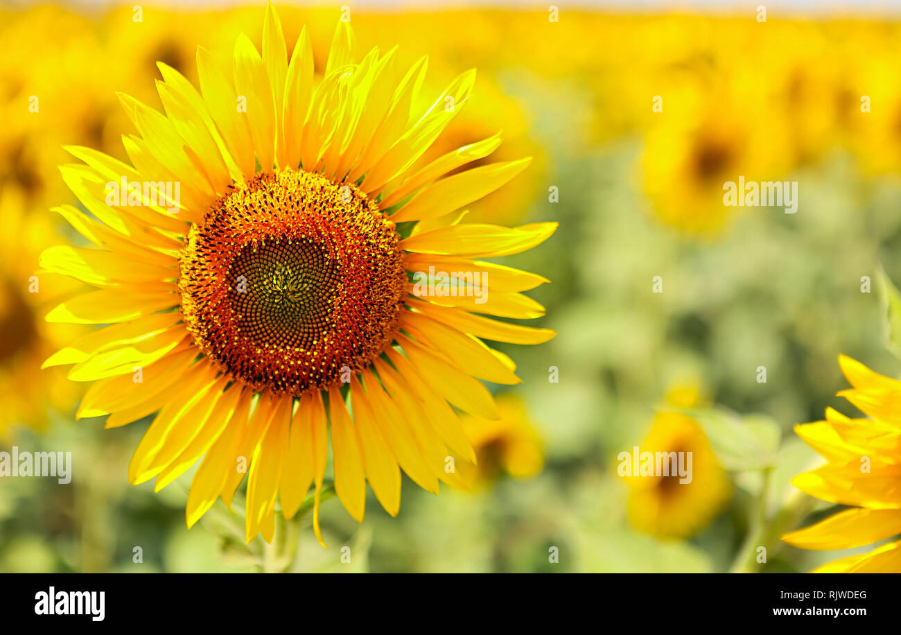 Amazing beauty of sunflower field with bright sunlight on flower Stock ...