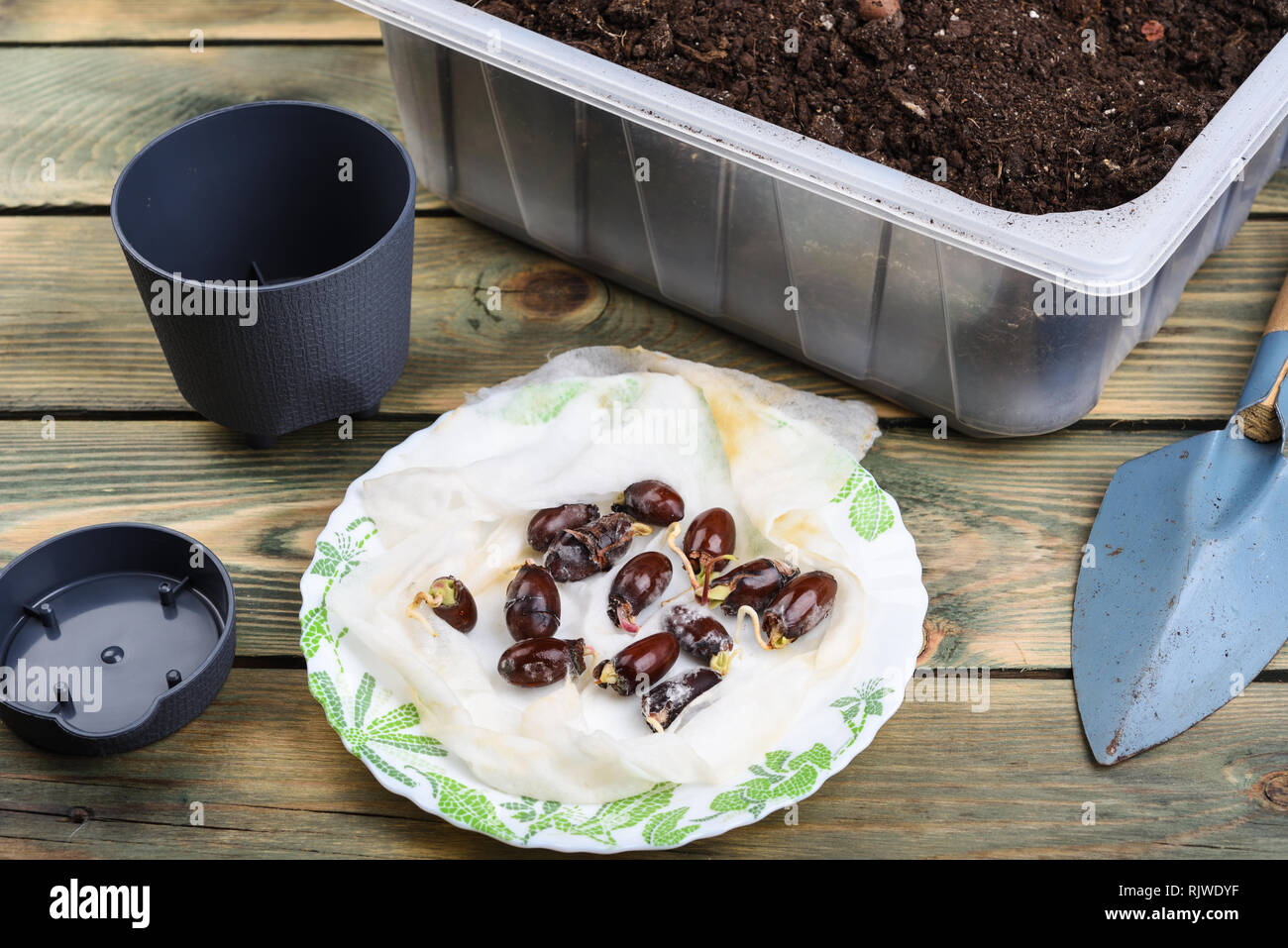 Planting sprouted lychee pits in the ground Stock Photo - Alamy