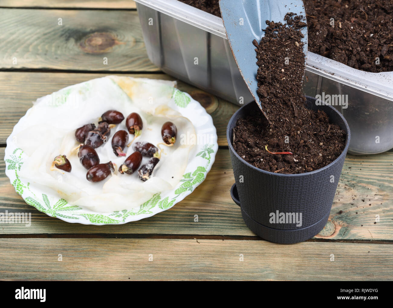 Powder sprouted lychee pits with earth. Rustic stile Stock Photo - Alamy