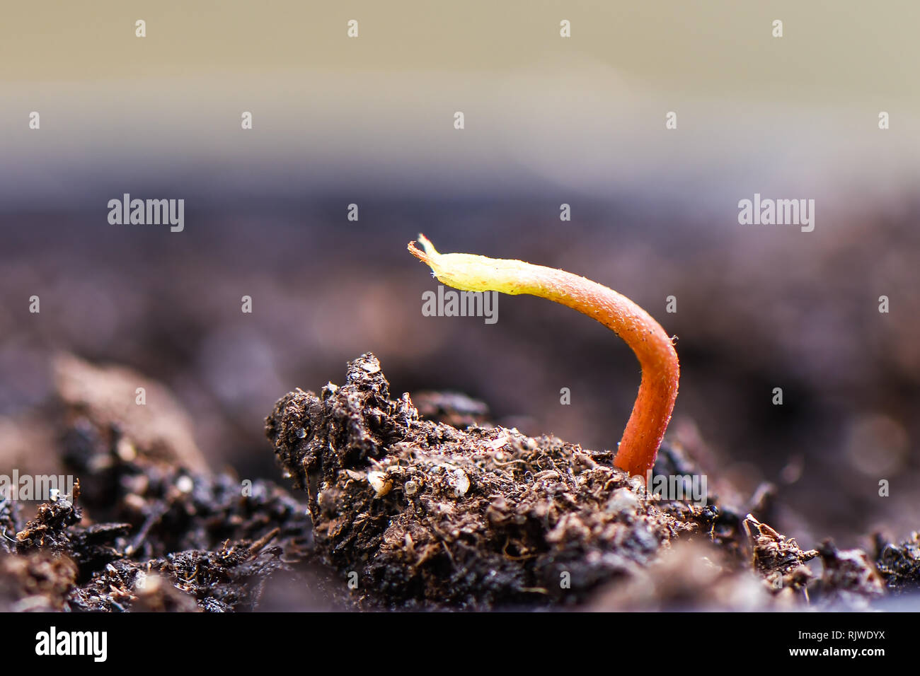 Soapberry and lychee hi-res stock photography and images - Alamy