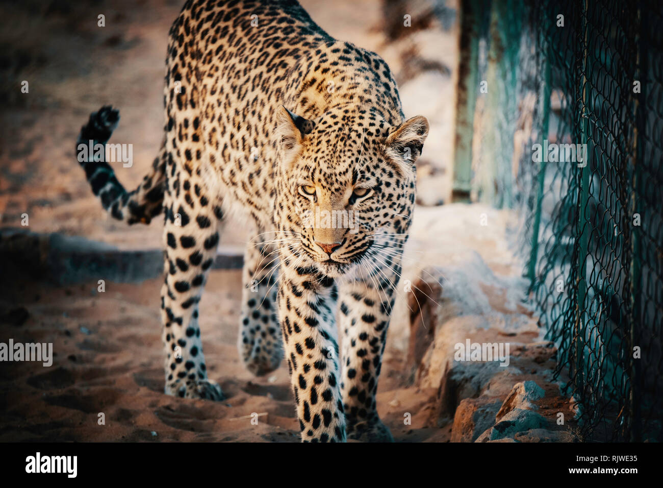 Leopard in a large enclosure hi-res stock photography and images - Alamy