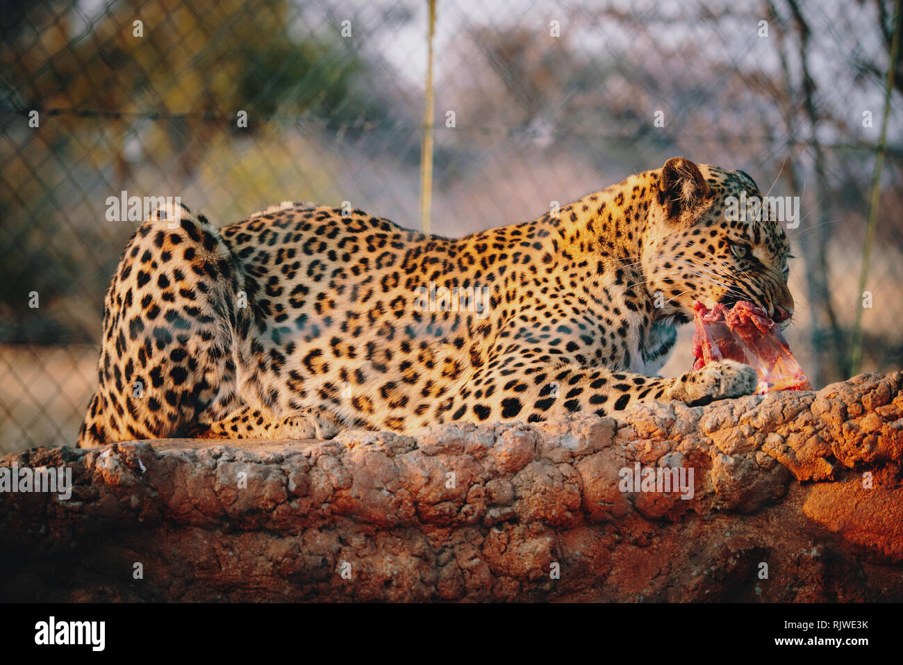 Portrait of an meat eating leopard in a large outdoor enclosure at ...
