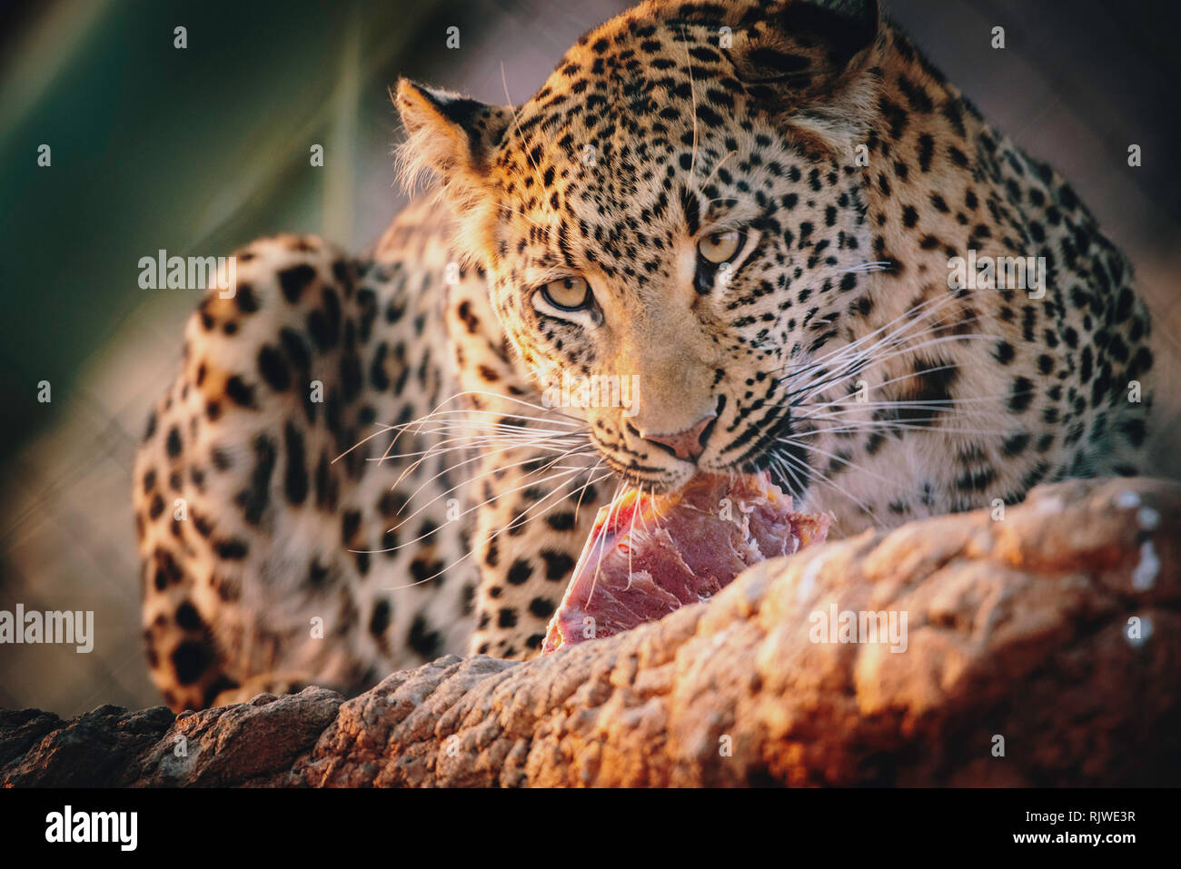 Leopard eating meat in namibia hi-res stock photography and images - Alamy