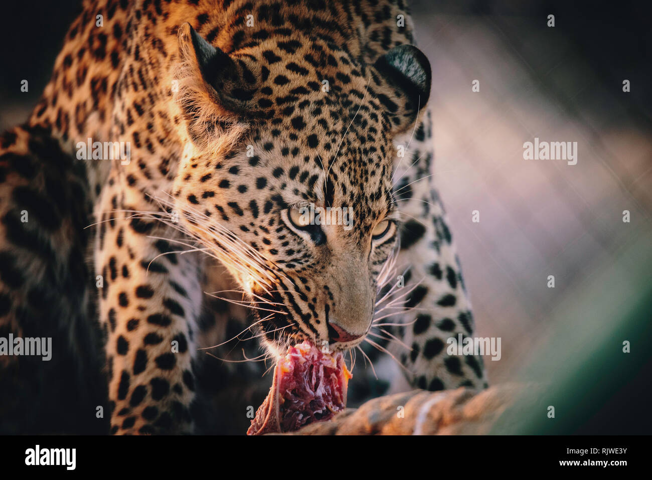 Portrait of an meat eating leopard in a large outdoor enclosure at ...