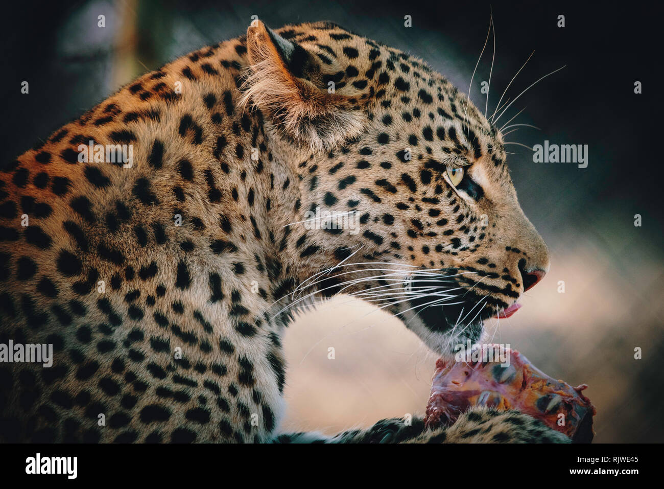 Portrait of an meat eating leopard in a large outdoor enclosure at ...