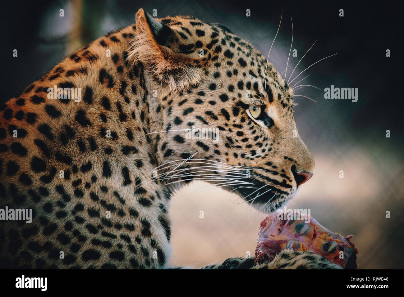 Portrait of an meat eating leopard in a large outdoor enclosure at ...