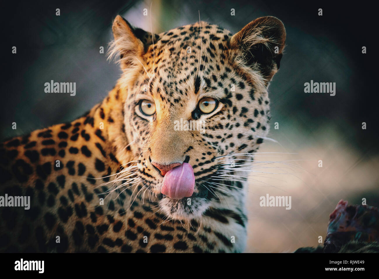 Portrait of a leopard in a large outdoor enclosure at sunset on a farm ...