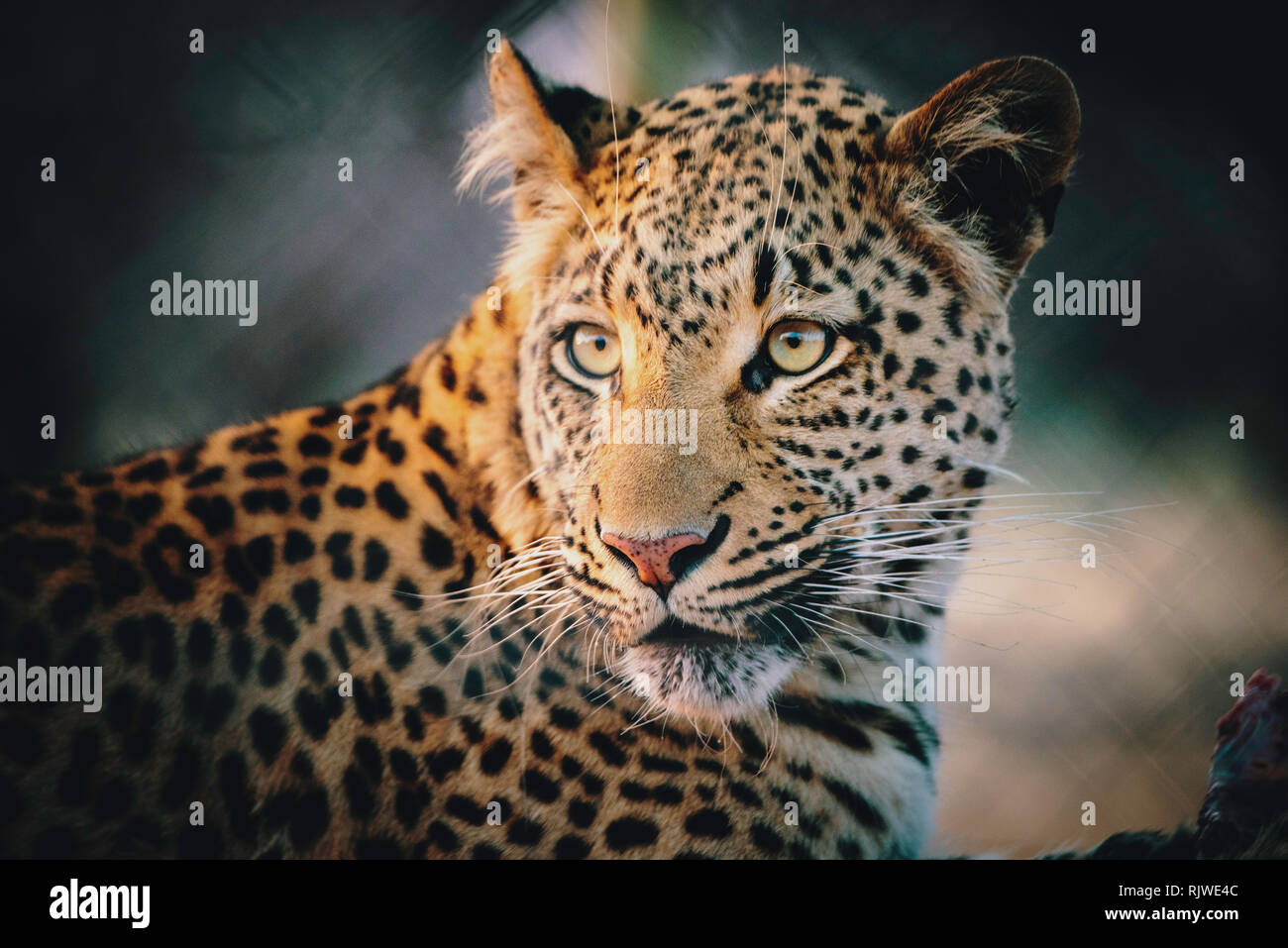 Portrait of a leopard in a large outdoor enclosure at sunset on a farm ...
