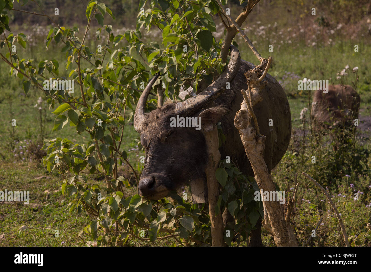 Buffalo black hills hi-res stock photography and images - Alamy