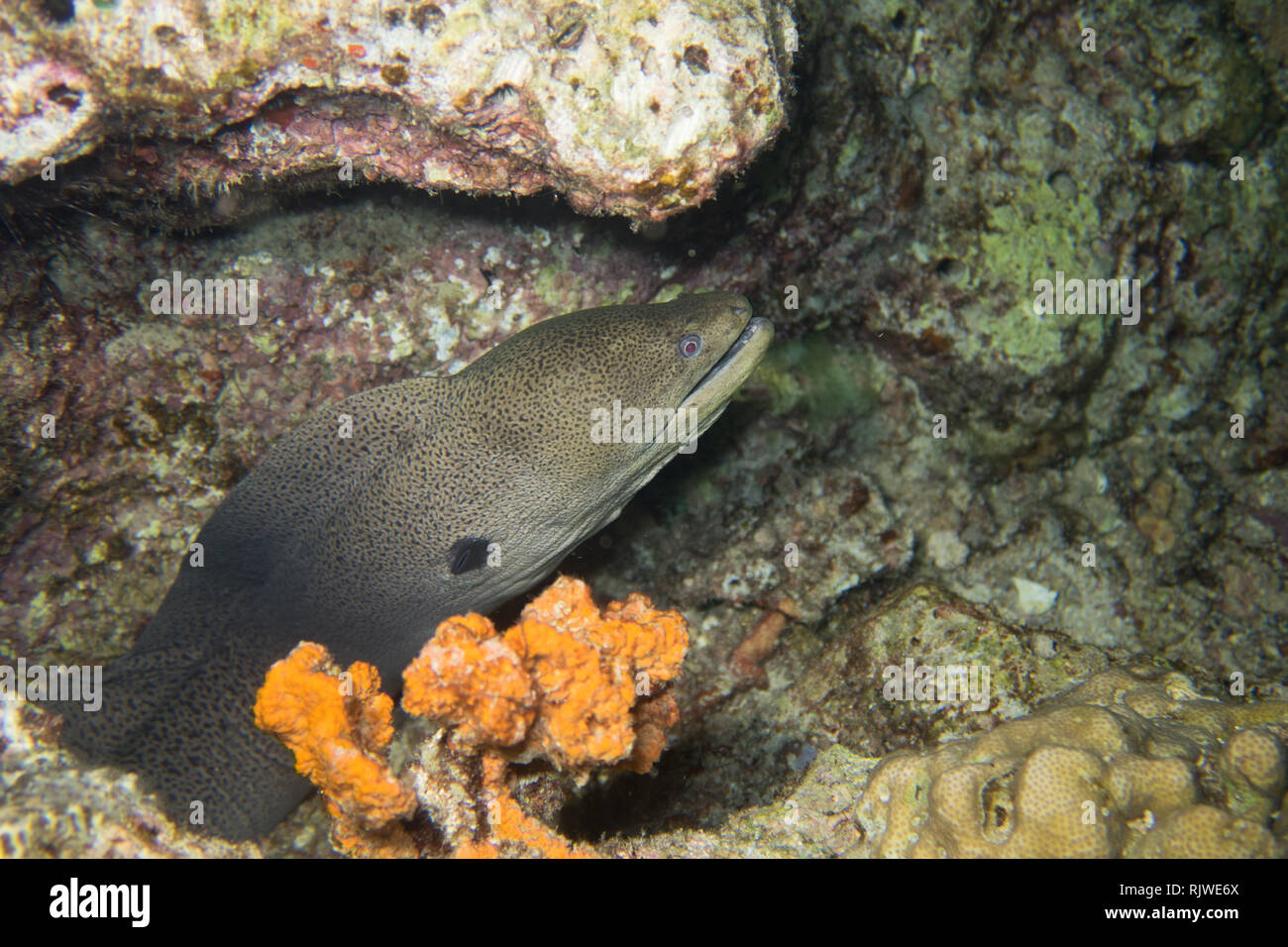 Moray eel peeking out of its cave in the coral reef during a night dive ...