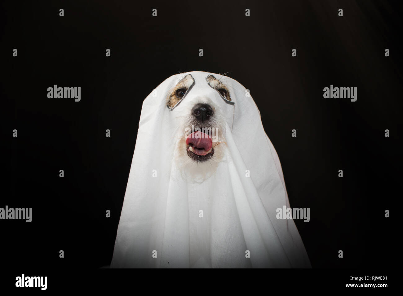 Ghost dog spooky hi-res stock photography and images - Alamy