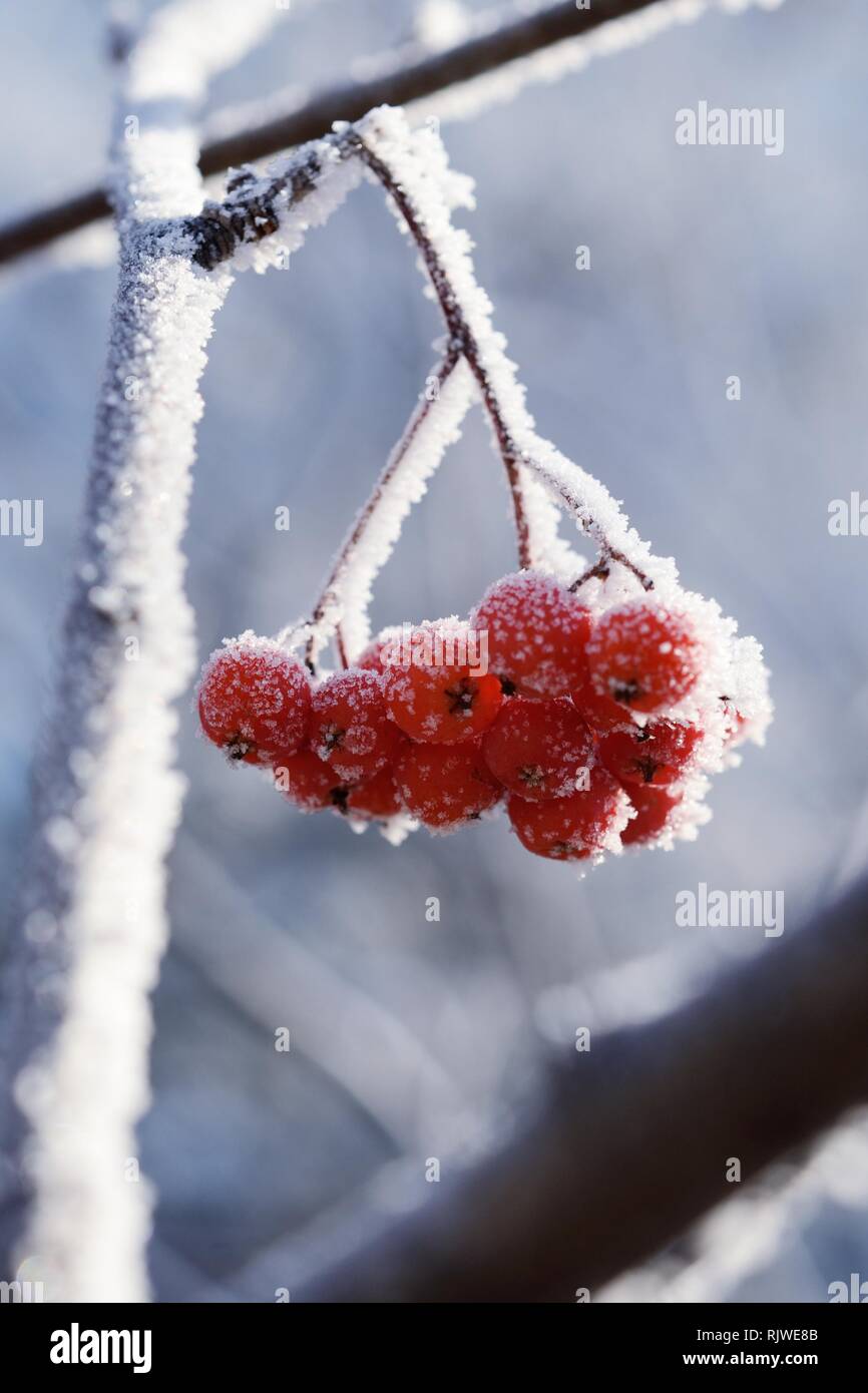 Rowan seeds hi-res stock photography and images - Alamy