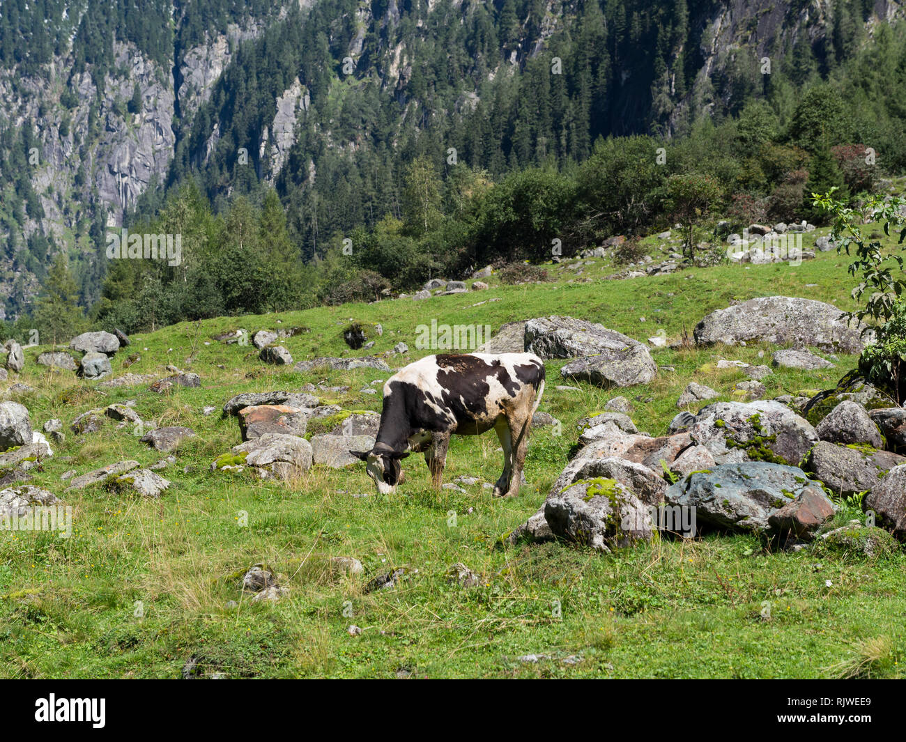 Cow outdoor hi-res stock photography and images - Alamy