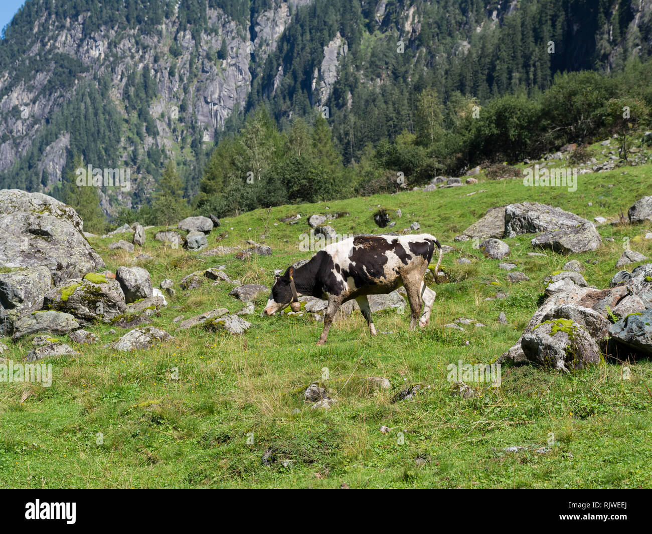 Cow on meadow Stock Photo - Alamy