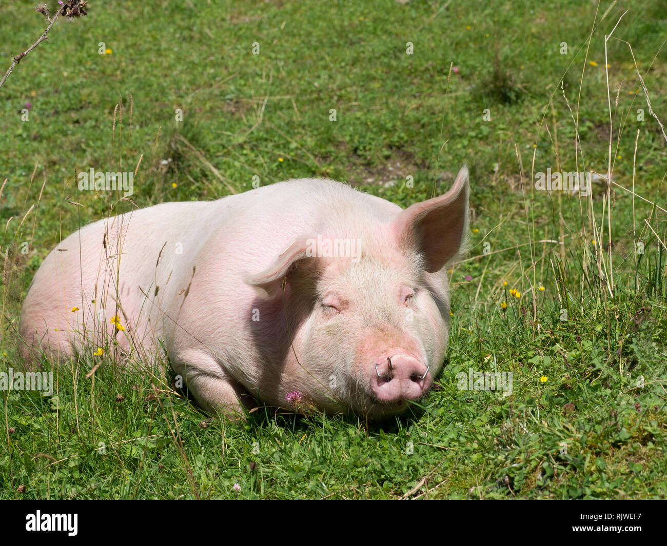 Rural pig hi-res stock photography and images - Alamy