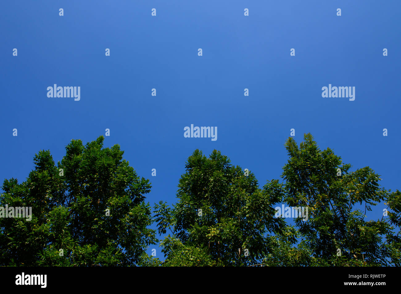 Blue background and trees hi-res stock photography and images - Alamy