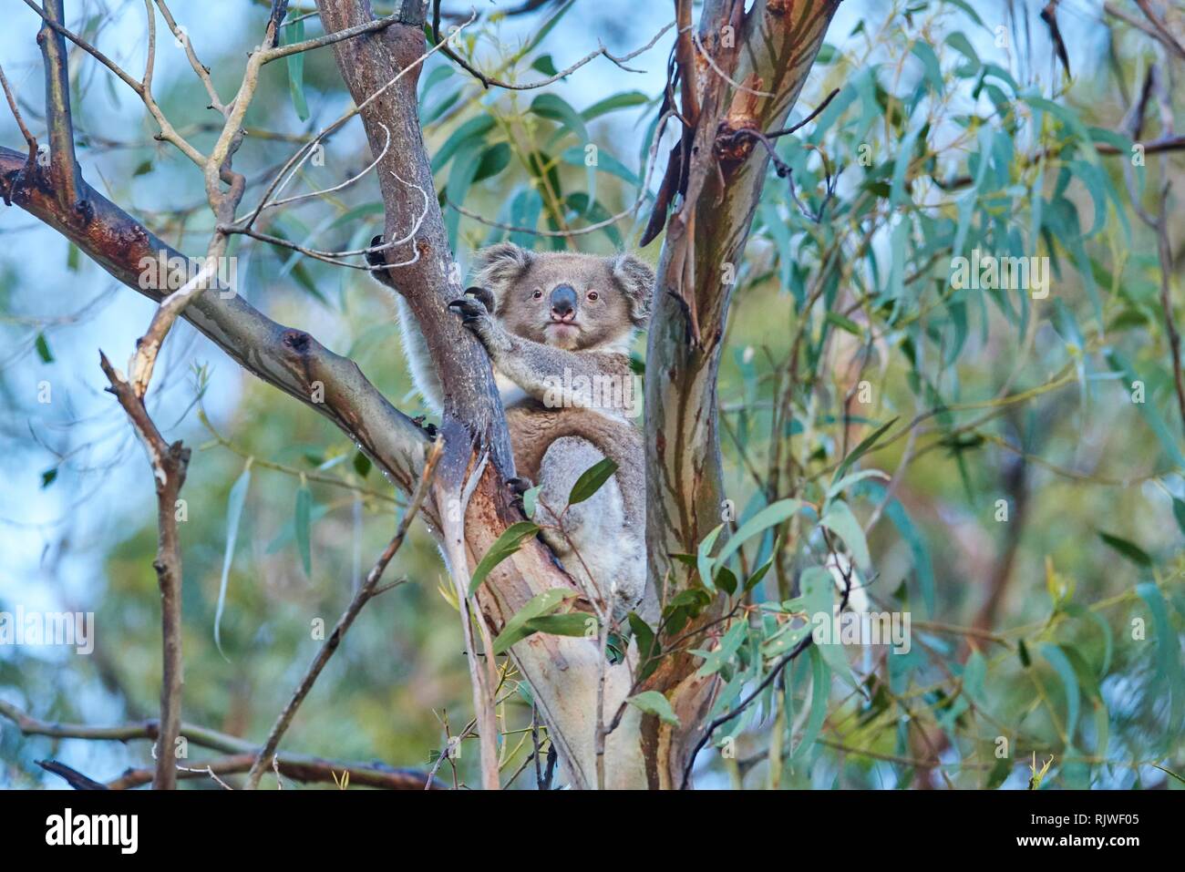Koala (Phascolarctos cinereus), sitting in an Eucalyptus tree, Great ...