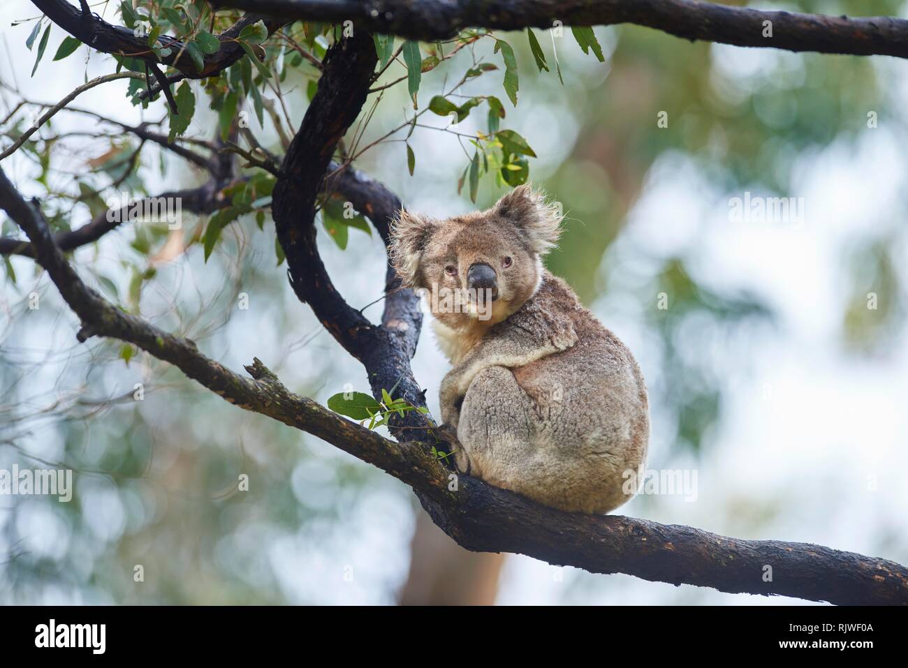 Koala (Phascolarctos cinereus), sitting in an Eucalyptus tree, Great ...