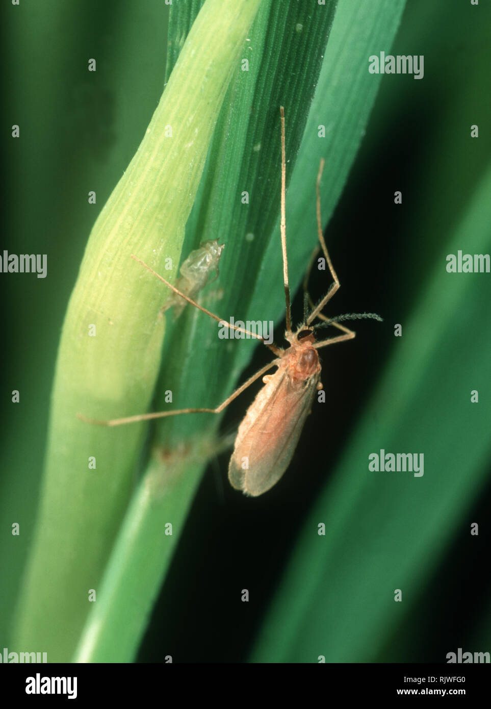 Orseolia oryzae hi-res stock photography and images - Alamy