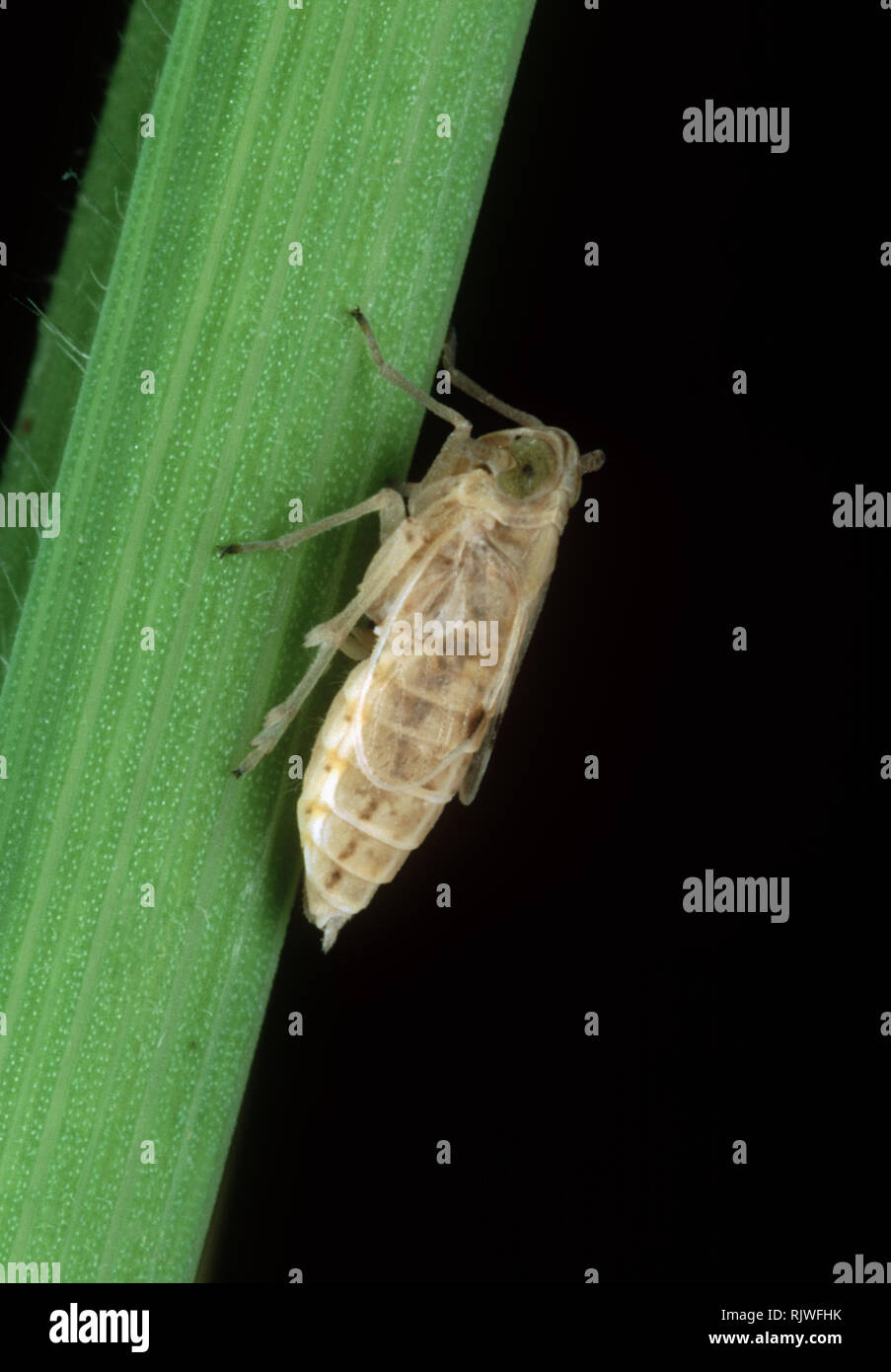 White-backed planthopper (Sogatella furcifera) nymph of pest on a rice ...