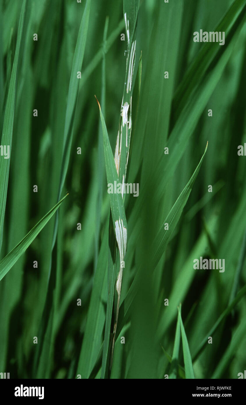 Rice leaf folder, Cnaphalocrocis medinalis, caterpillar damage to rice ...